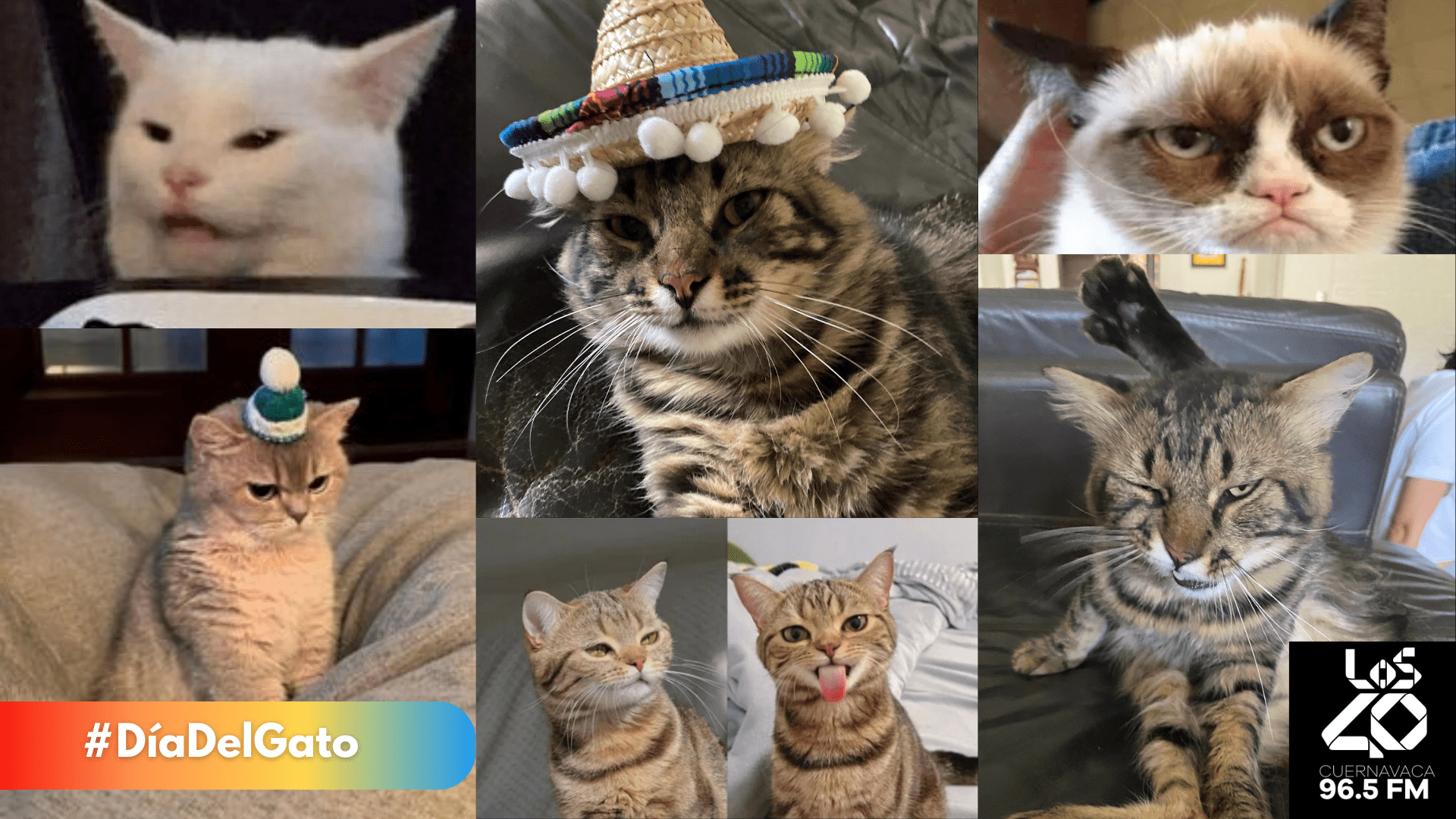 ¡Los mejores memes y fotos de gatos en el internet para celebrarlos ...